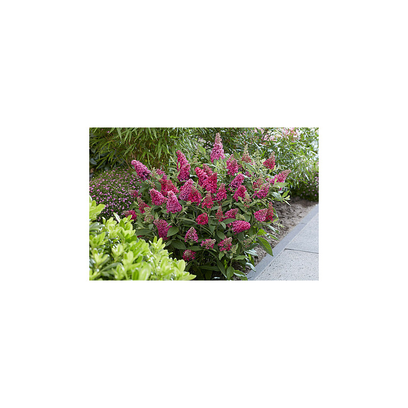 Budleja Butterfly Candy Little Ruby