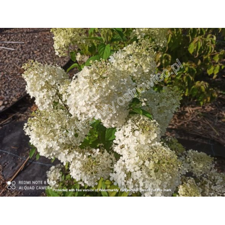 Hortensja bukietowa BOBO